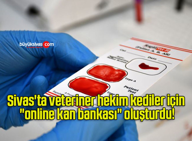 Sivas'ta veteriner hekim kediler için Sivas'ta veteriner hekim kediler için