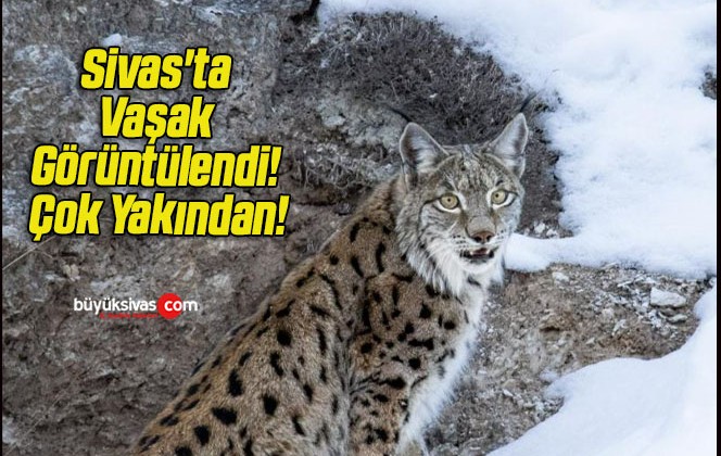 Sivas'ta Vaşak Görüntülendi! Çok Yakından!Büyük Sivas Haber | Sivas ...