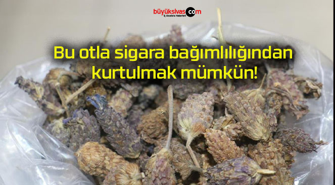 Bu otla sigara bağımlılığından kurtulmak mümkün!Büyük Sivas Haber ... Bu otla sigara bağımlılığından kurtulmak mümkün!Büyük Sivas Haber ...